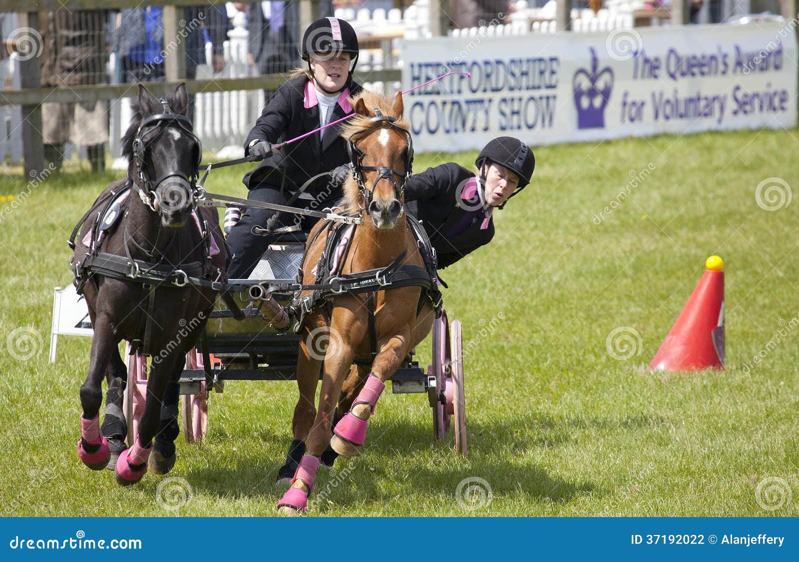 Herts County Show Scurrying 005 Editorial Photography - Image of ...