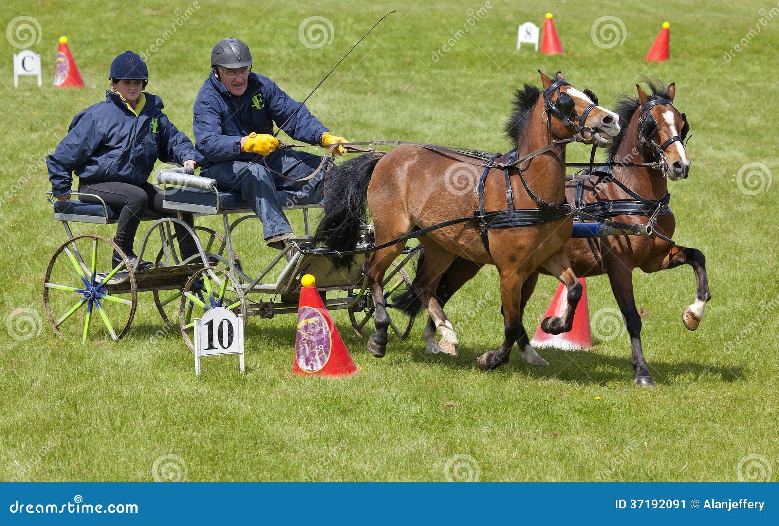 Herts County Show Scurrying Editorial Photo - Image of fence, county ...