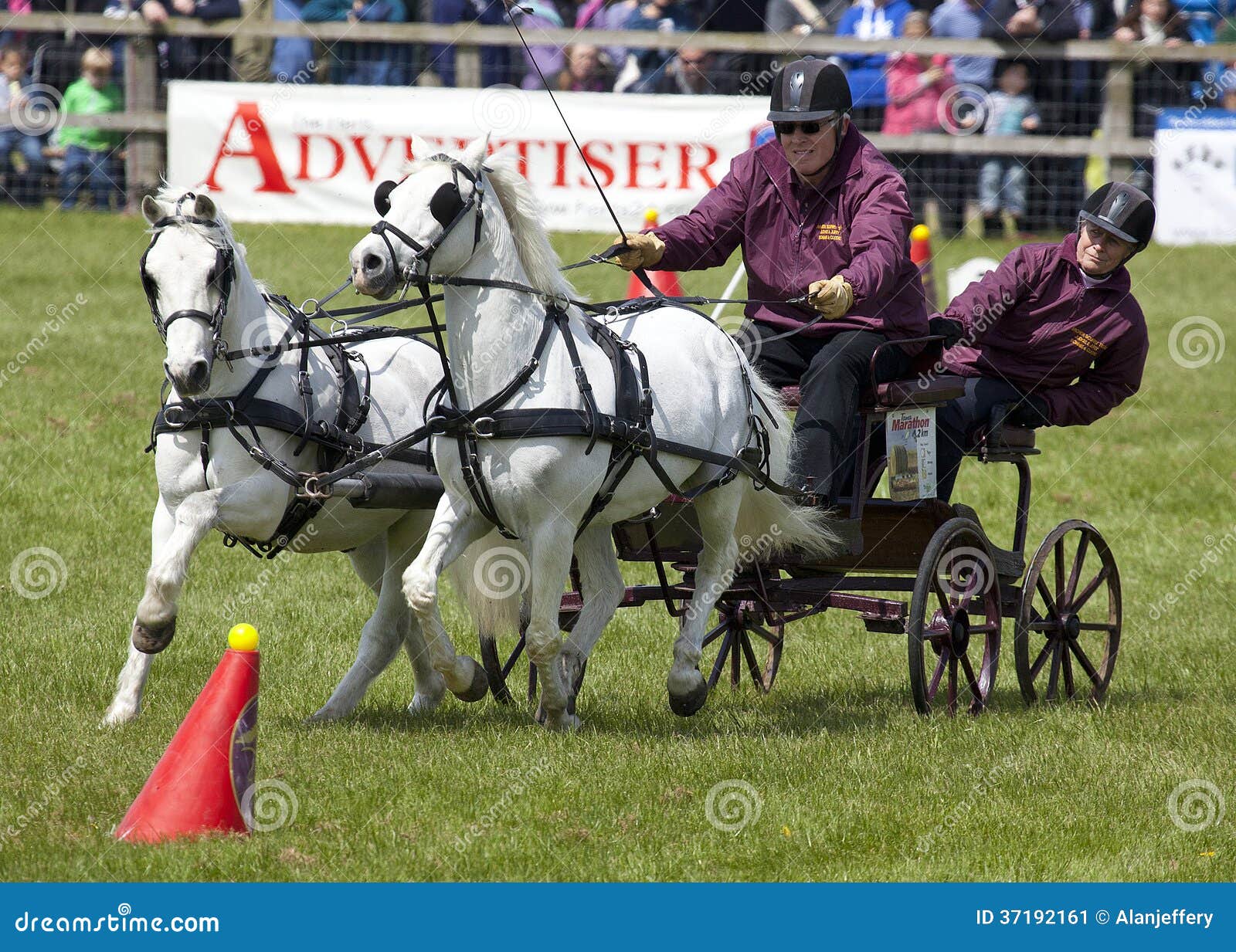 Herts County Show Scurrying Editorial Photo - Image of ring, jump: 37192161