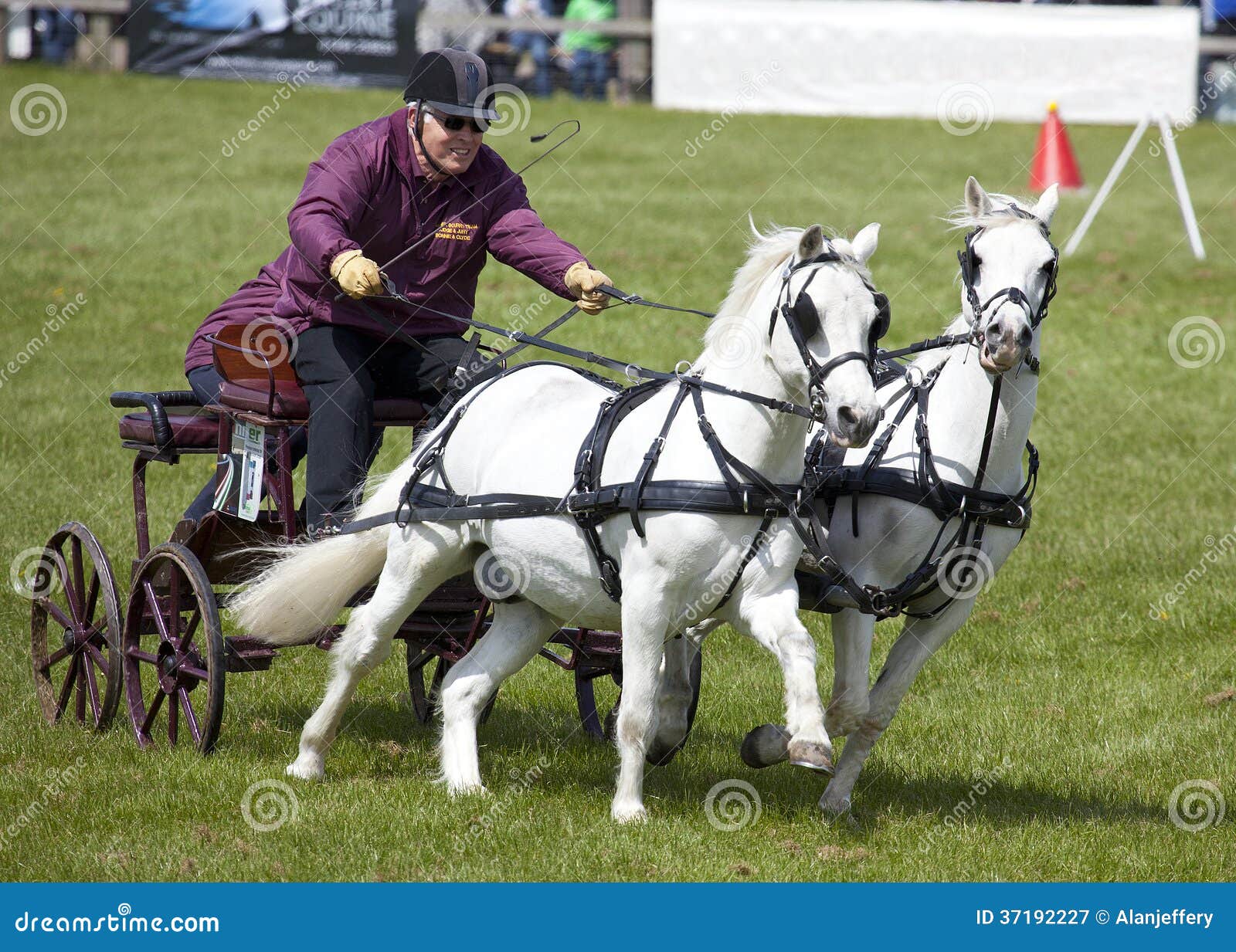Herts County Show Scurrying Editorial Photography - Image of herts ...