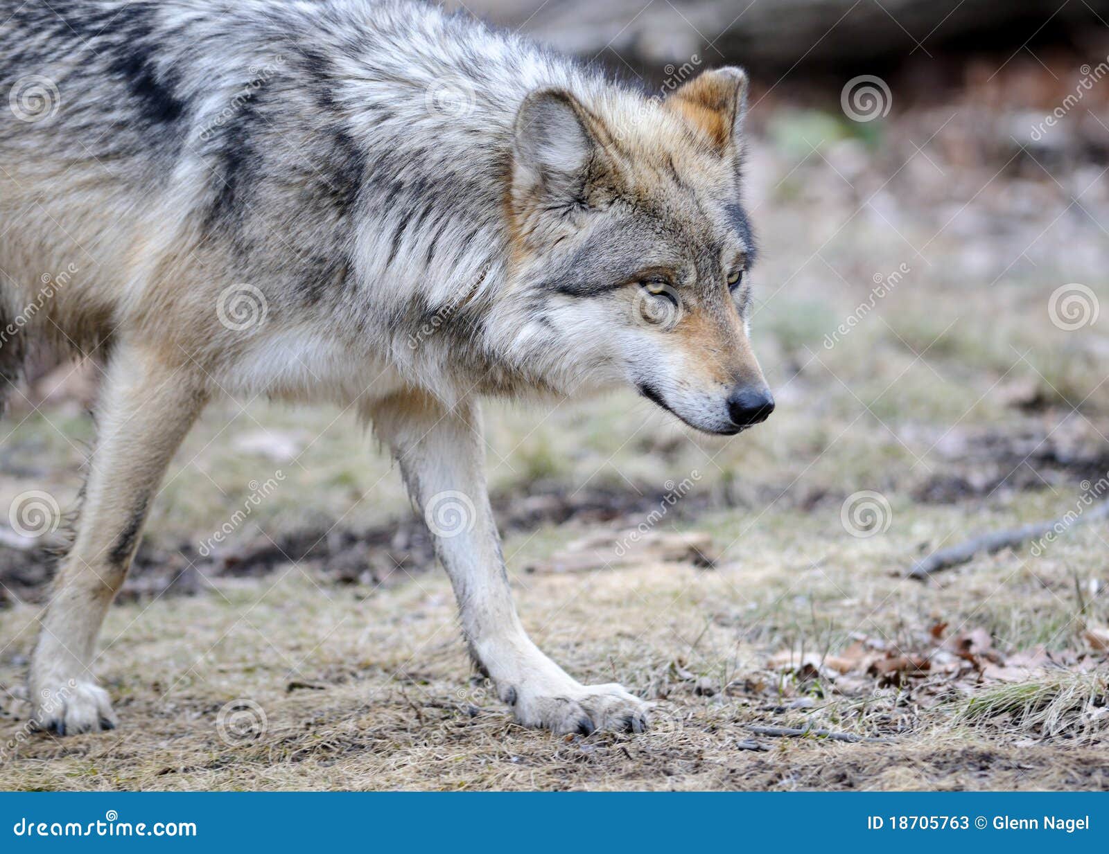 Herumstreichender Mexikanischer Grauer Wolf Stockbild - Bild von ...