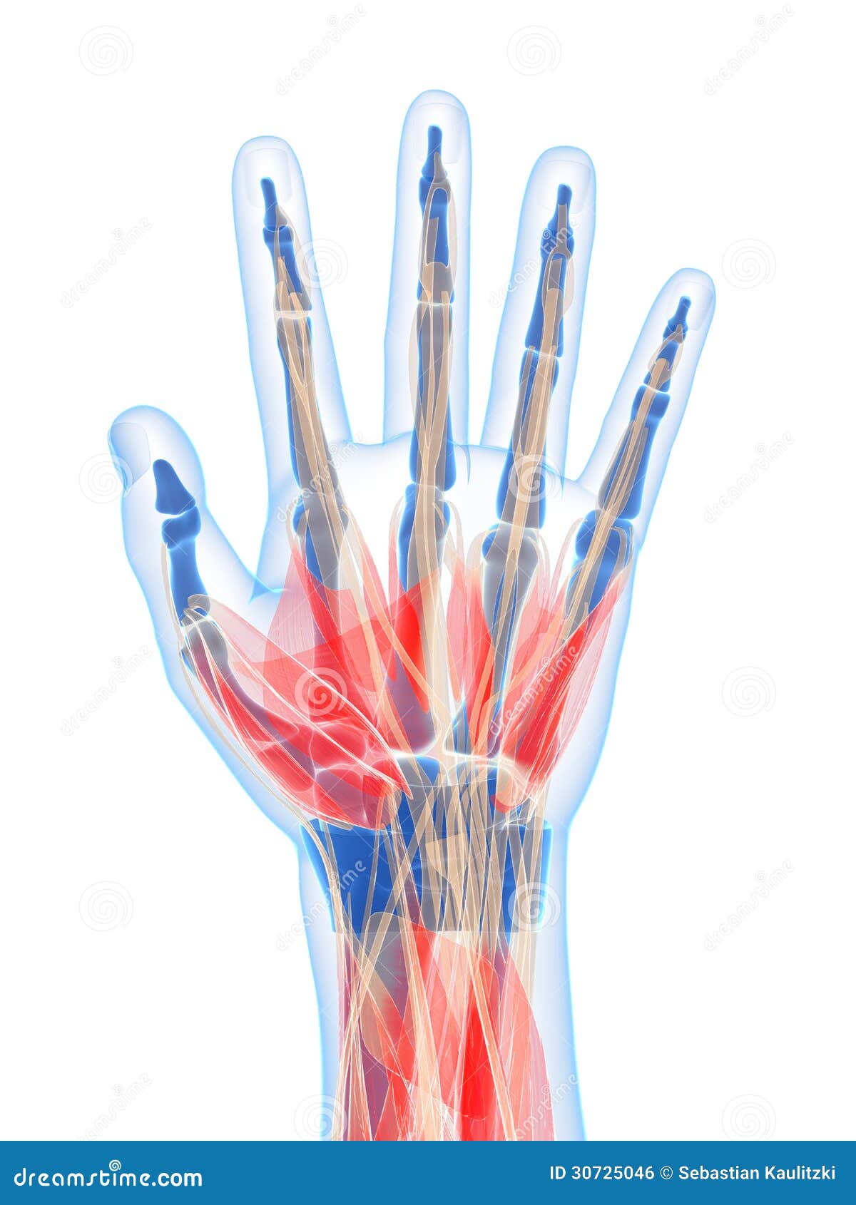 Hervorgehobene Menschliche Handmuskeln Stock Abbildung - Illustration ...