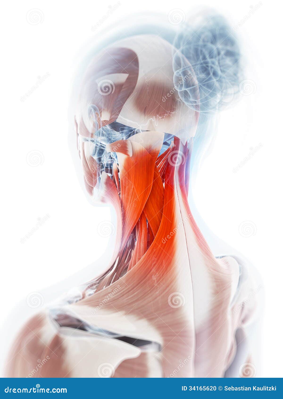 Hervorgehobener Halsmuskel stock abbildung. Illustration von biologie ...