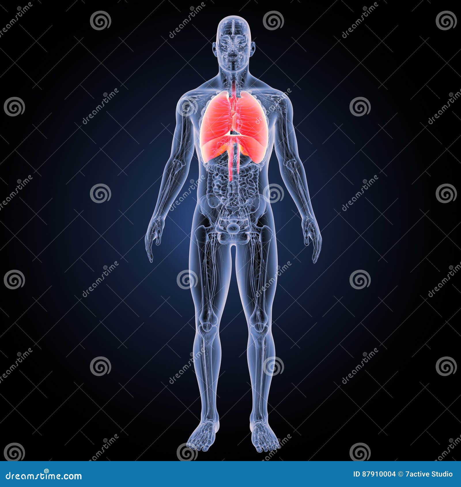 Herz Und Atmungssystem Mit Anatomievorderansicht Stock Abbildung ...