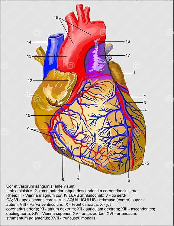 Herz und Blutgefäße stock abbildung. Illustration von referenten - 47356063