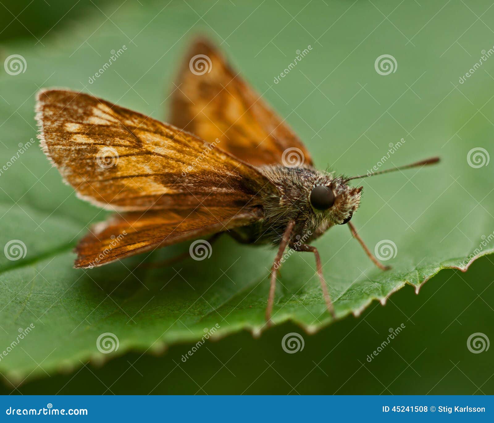 Hesperia Comma Silver-spotted Skipper Stock Photo - Image of creature ...