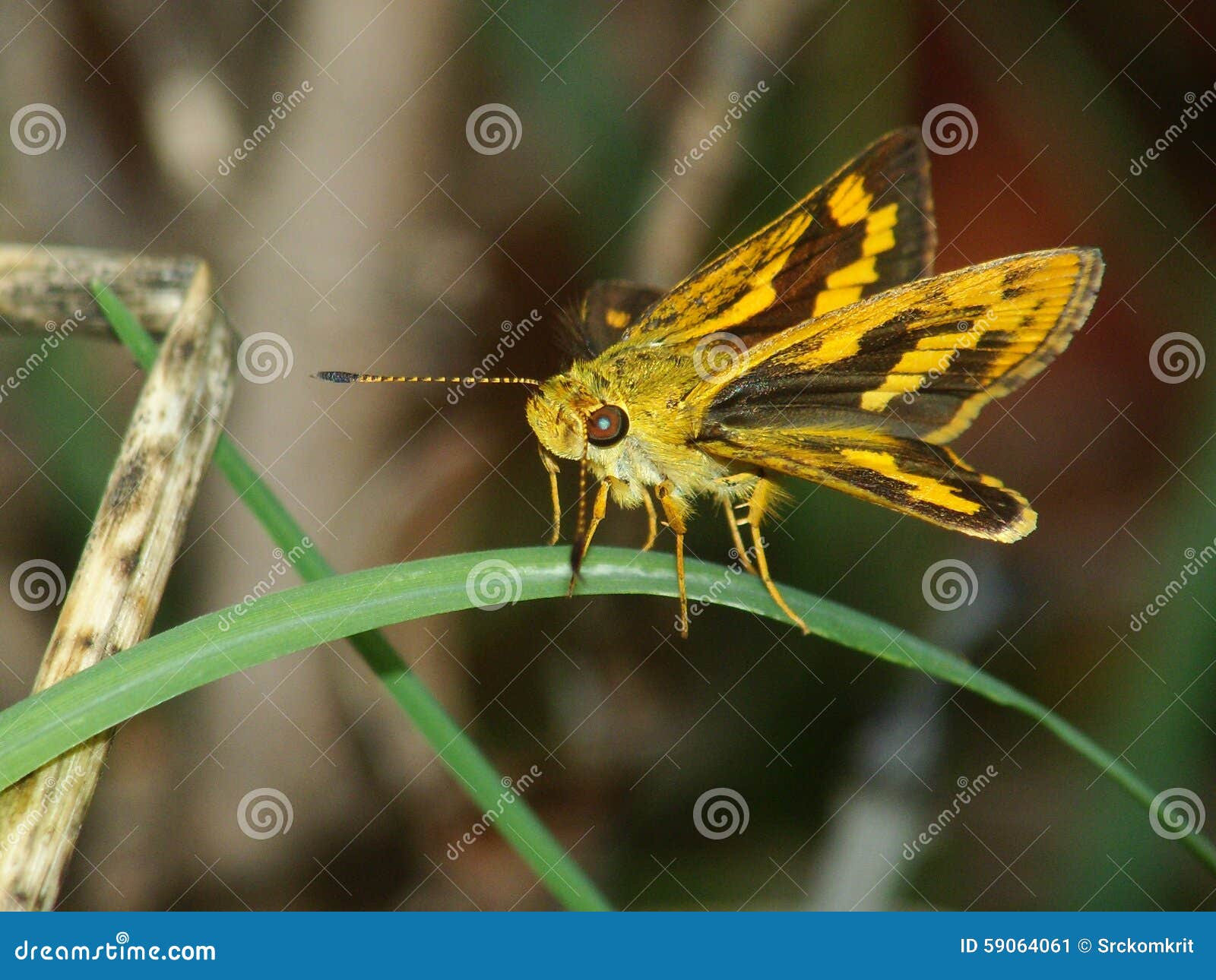Hesperiidae stock image. Image of ecology, wings, hesperioidea - 59064061