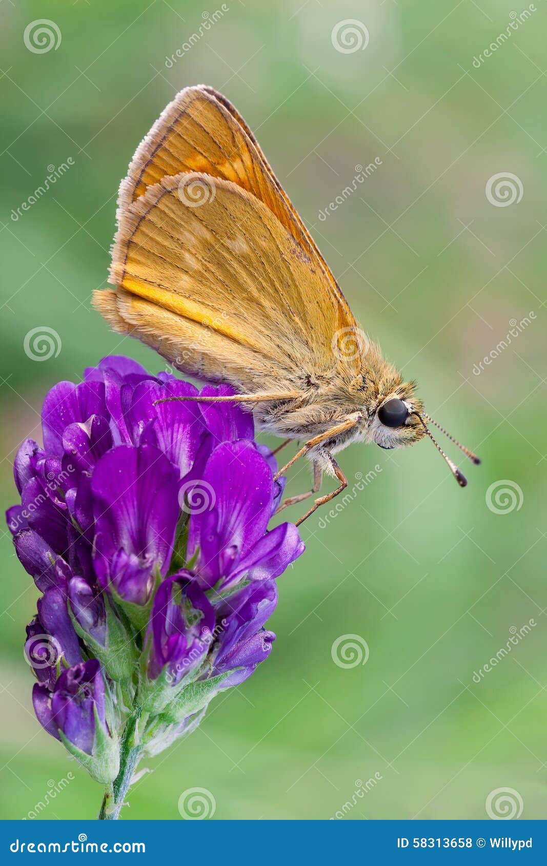Hesperiidae stock photo. Image of meadow, hesperiidae - 58313658