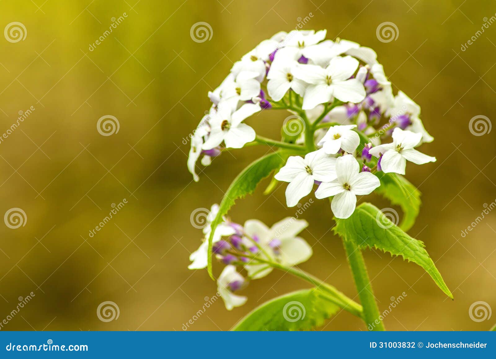 Hesperis Matronalis, Damask Violet Stock Photo - Image of herbaceous ...