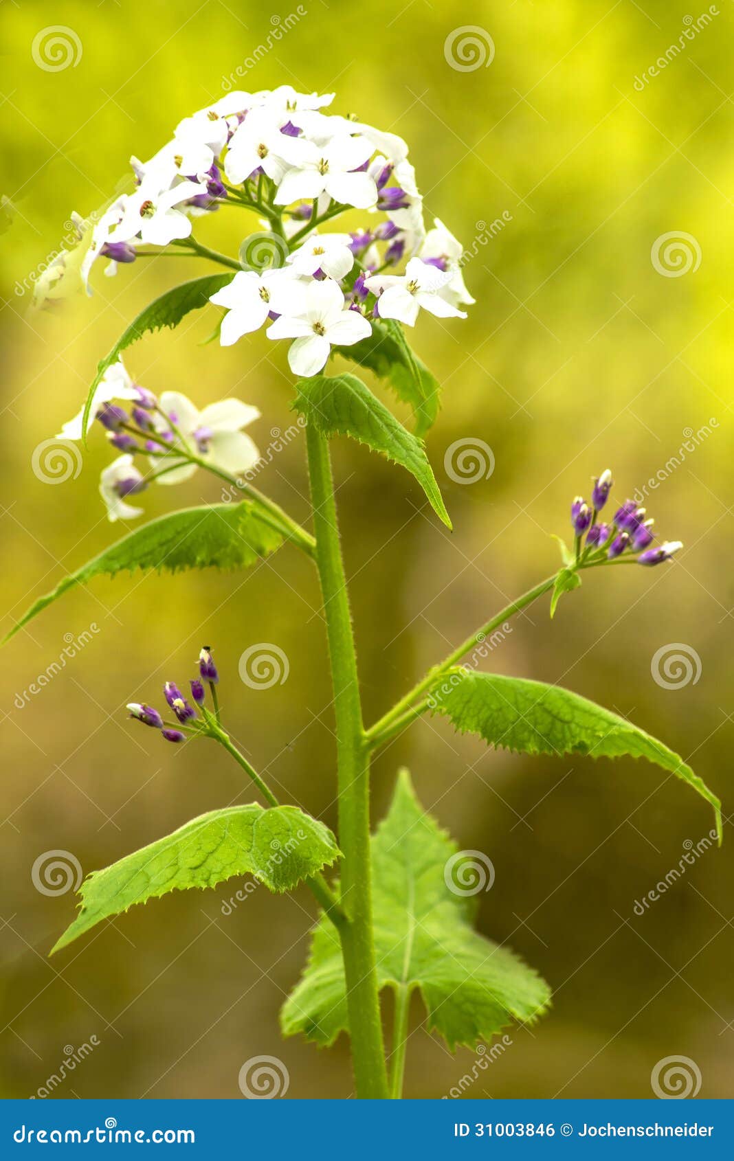 Hesperis Matronalis, Damask Violet Stock Photo - Image of plant ...