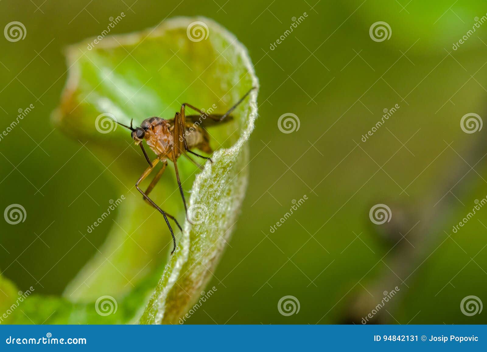 Hessian fly stock image. Image of spring, green, resting - 94842131