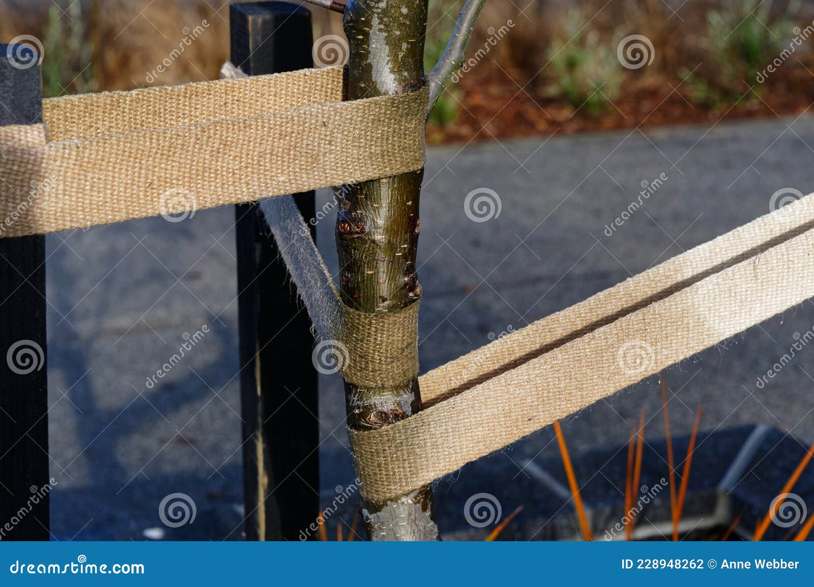 A Tree Support To Help a Newly Planted Tree Grow Stock Photo - Image of ...