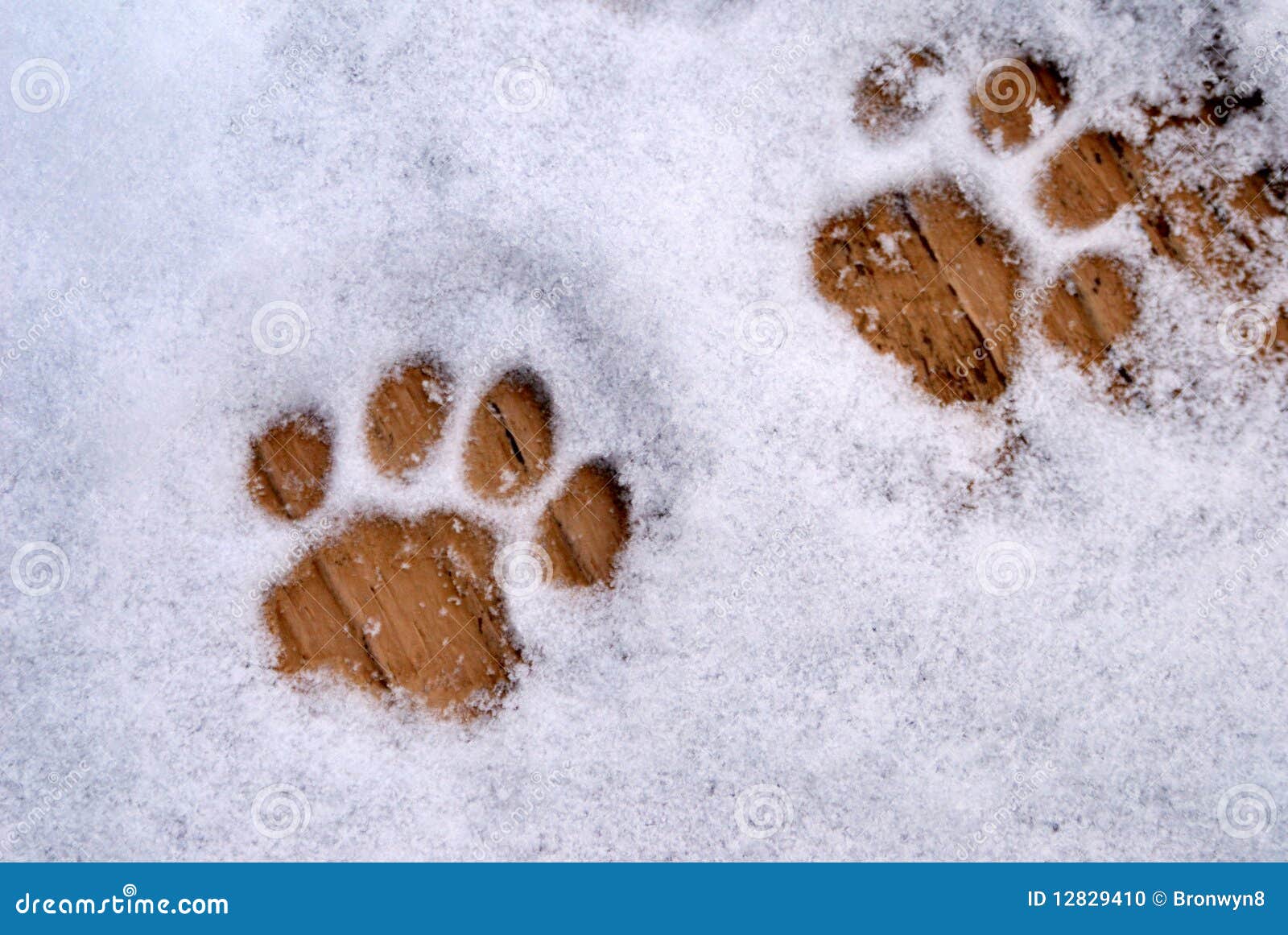 Het Af:drukken Van De Kat in Sneeuw Stock Foto - Image of poot, sporen ...