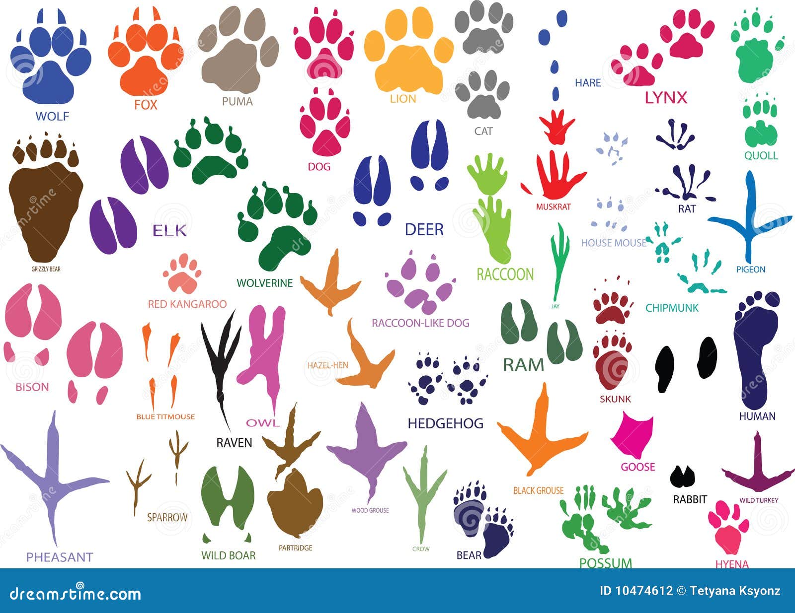 Het af:drukken van de poot vector illustratie. Illustration of lynx ...