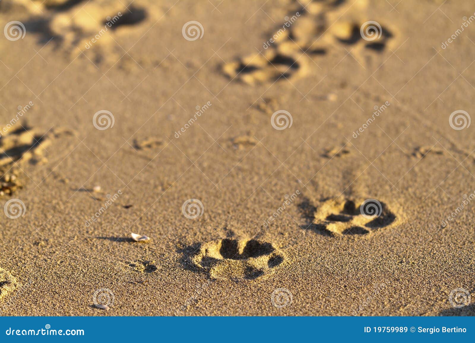 Het Af:drukken Van De Poot in Het Zand Stock Afbeelding - Image of hond ...