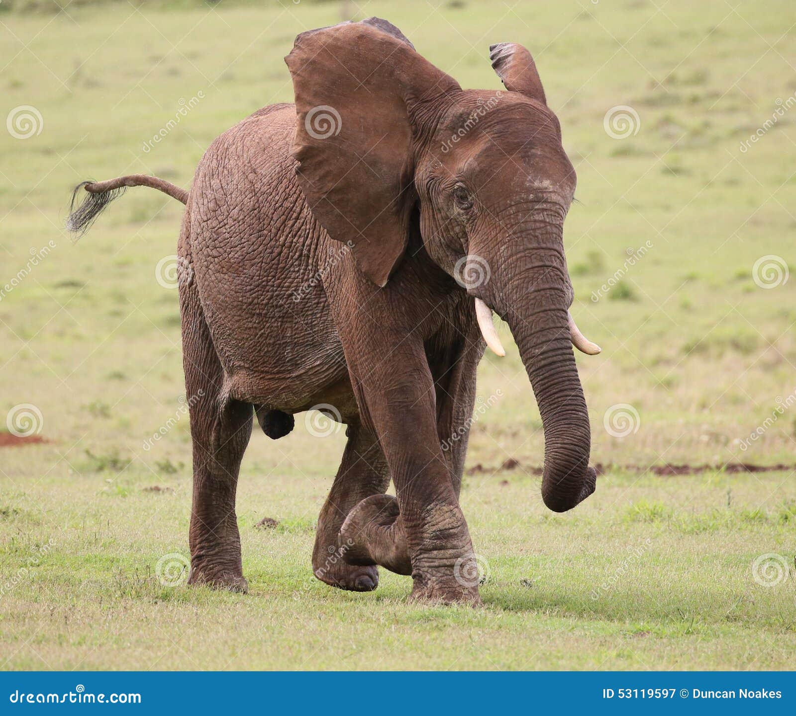 Het Afrikaanse Mannetje Van De Olifant Stock Afbeelding - Image of ...