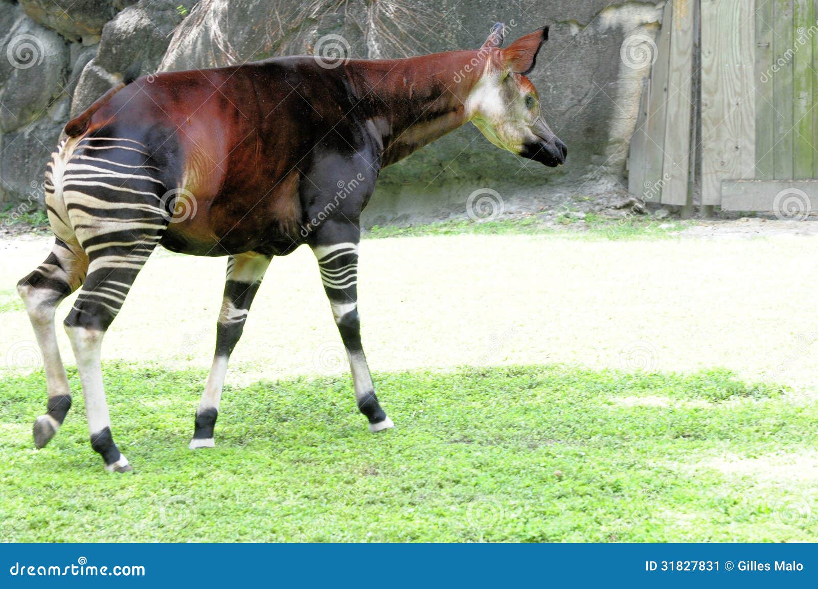 Het Afrikaanse Okapi lopen stock afbeelding. Image of nave - 31827831