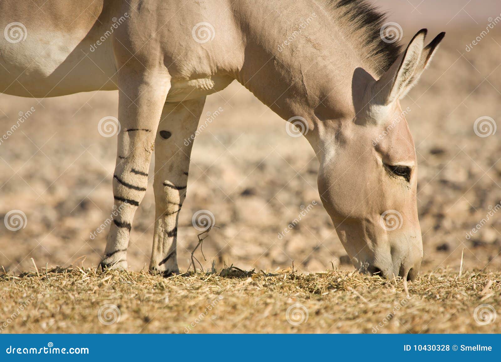 Het Afrikaanse Wilde Ezel Eten Stock Foto - Image of sahara, woestijn ...