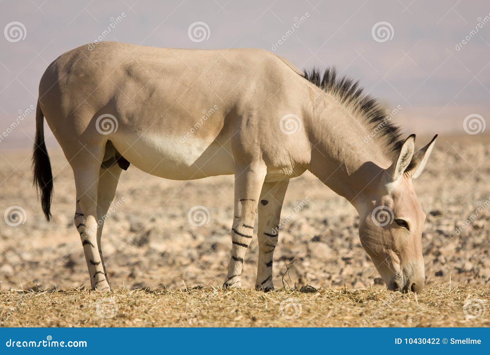 Het Afrikaanse Wilde Ezel Eten Stock Foto - Image of bedreigd, gang ...