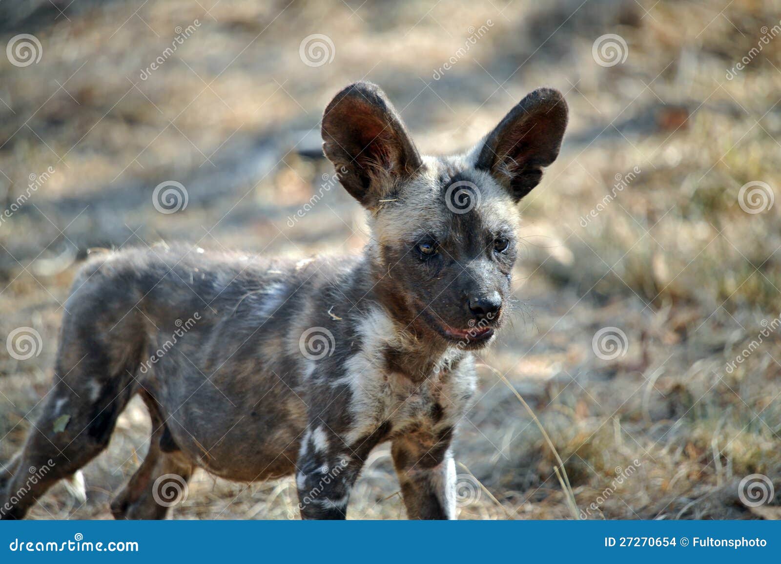 Het Afrikaanse Wilde Puppy Van De Hond Stock Foto - Image of dier ...