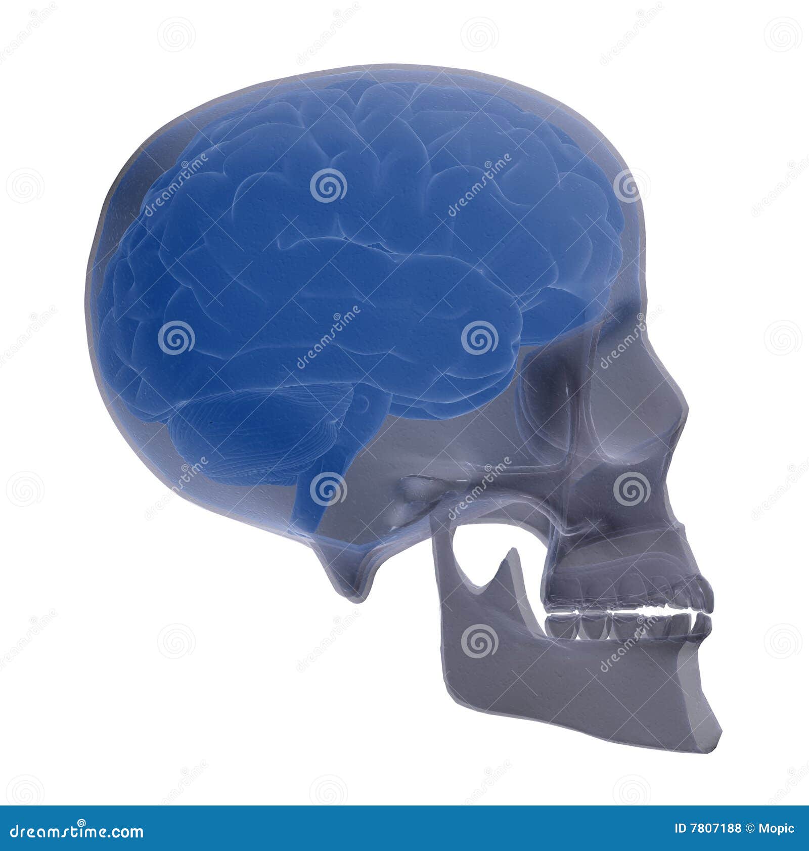 Het Aftasten Van De Schedel Stock Illustratie - Illustration of medisch ...