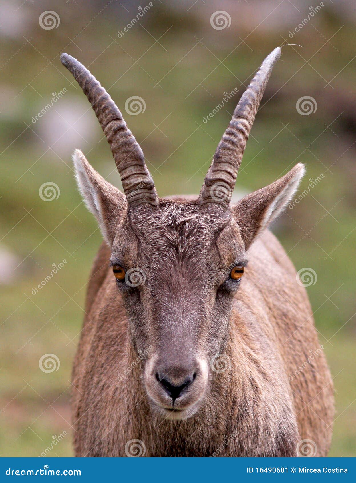Het Alpiene Portret Van De Steenbok Stock Afbeelding - Image of bont ...