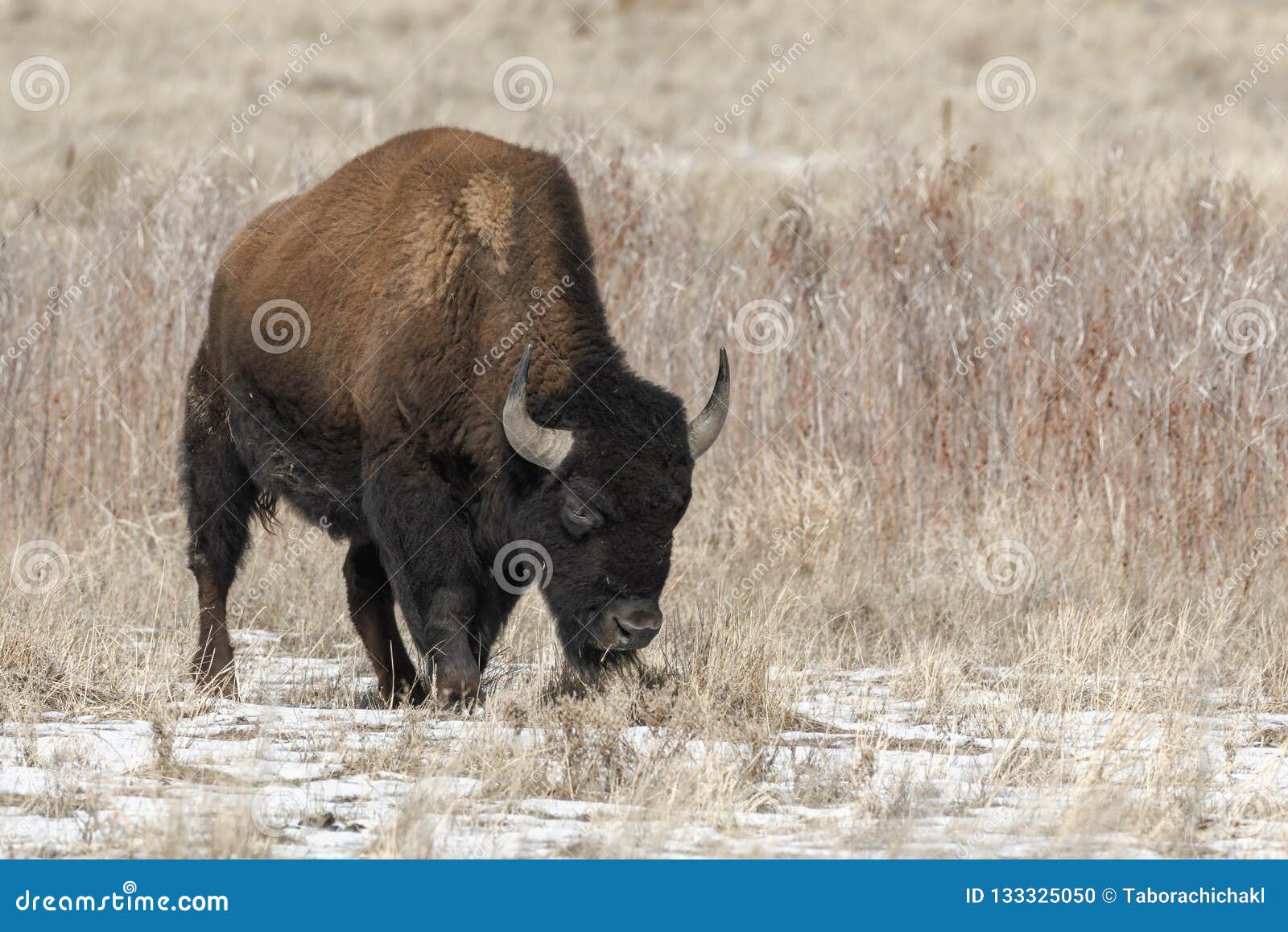 Het Amerikaanse Bizon Weiden Op De Prairie in De Winter Stock Foto ...