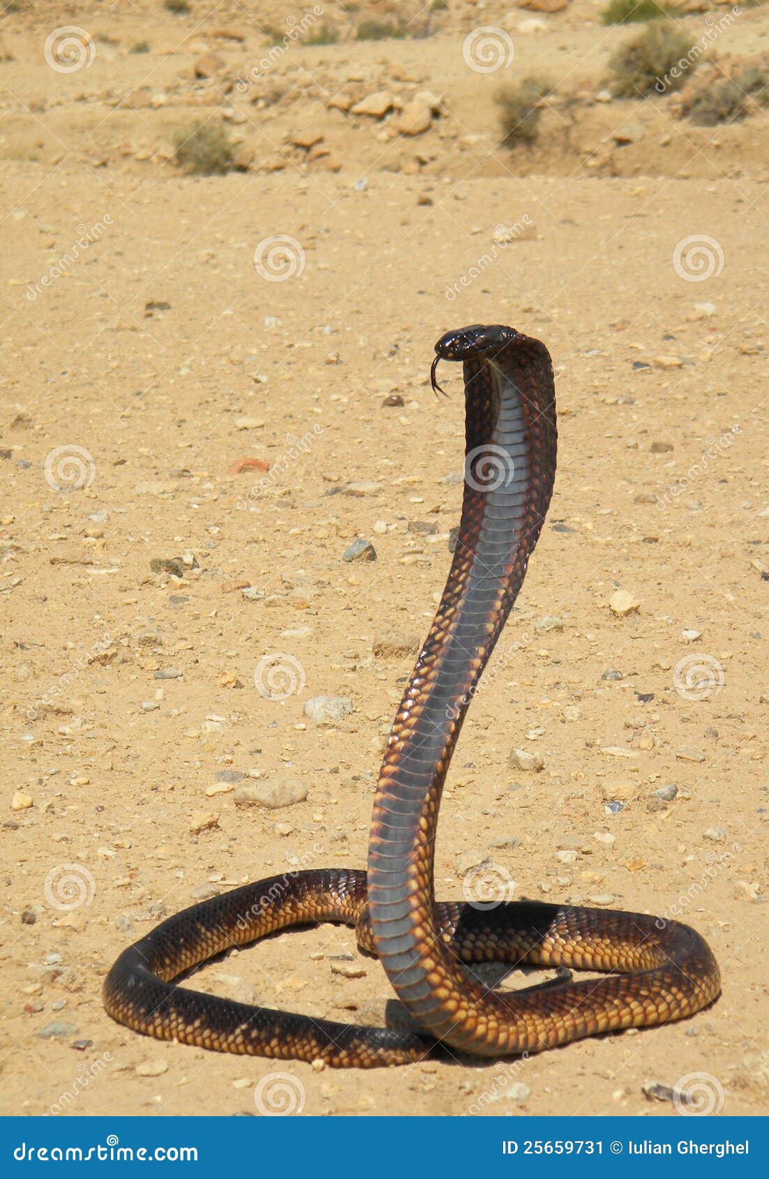 Het Aspis van Cleopatra stock afbeelding. Image of herpetologie - 25659731