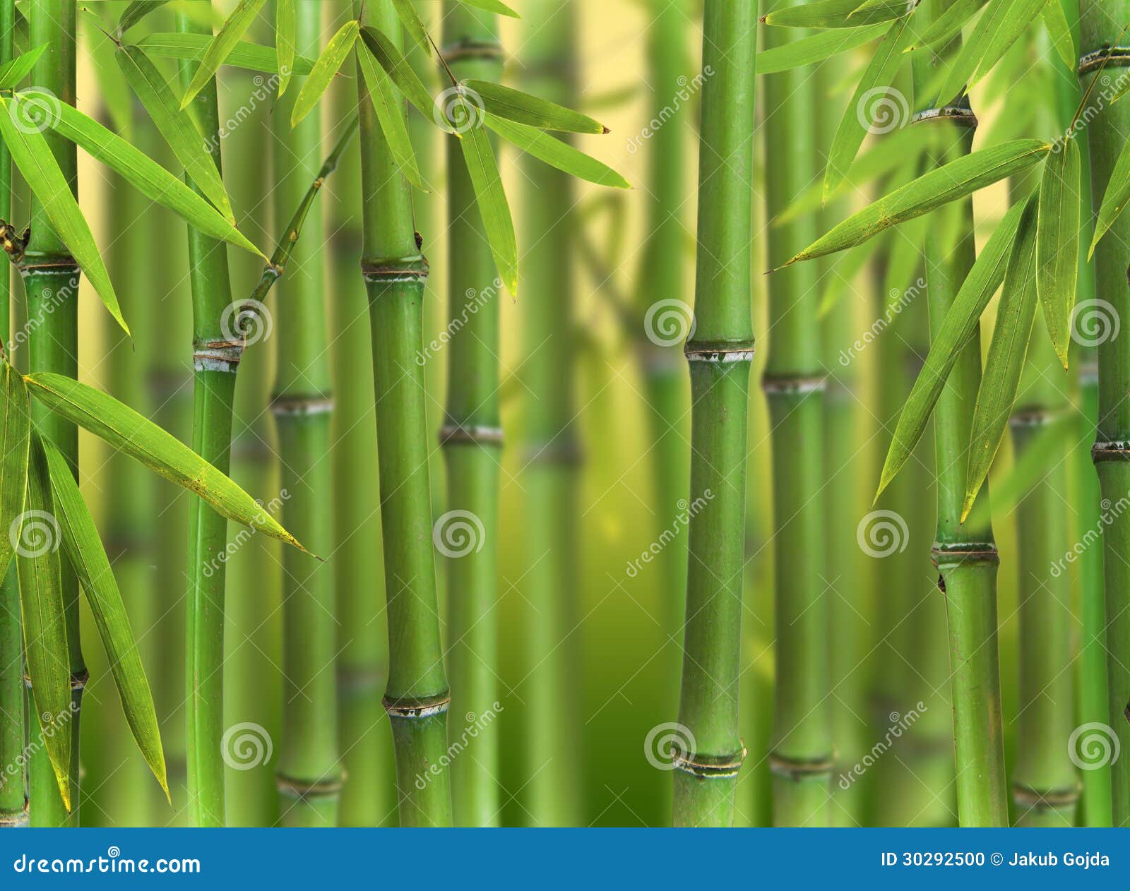 Het bos van het bamboe stock foto. Image of bamboe, sereen - 30292500