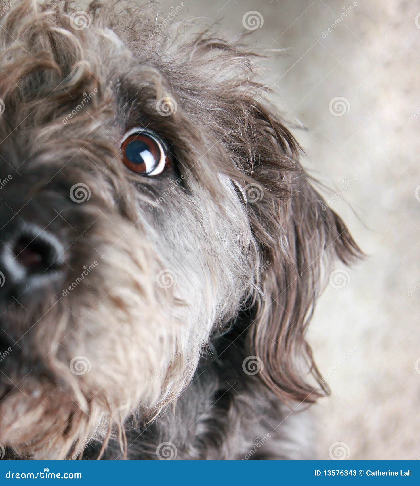 Het bedelen van hond stock afbeelding. Image of binnen - 13576343