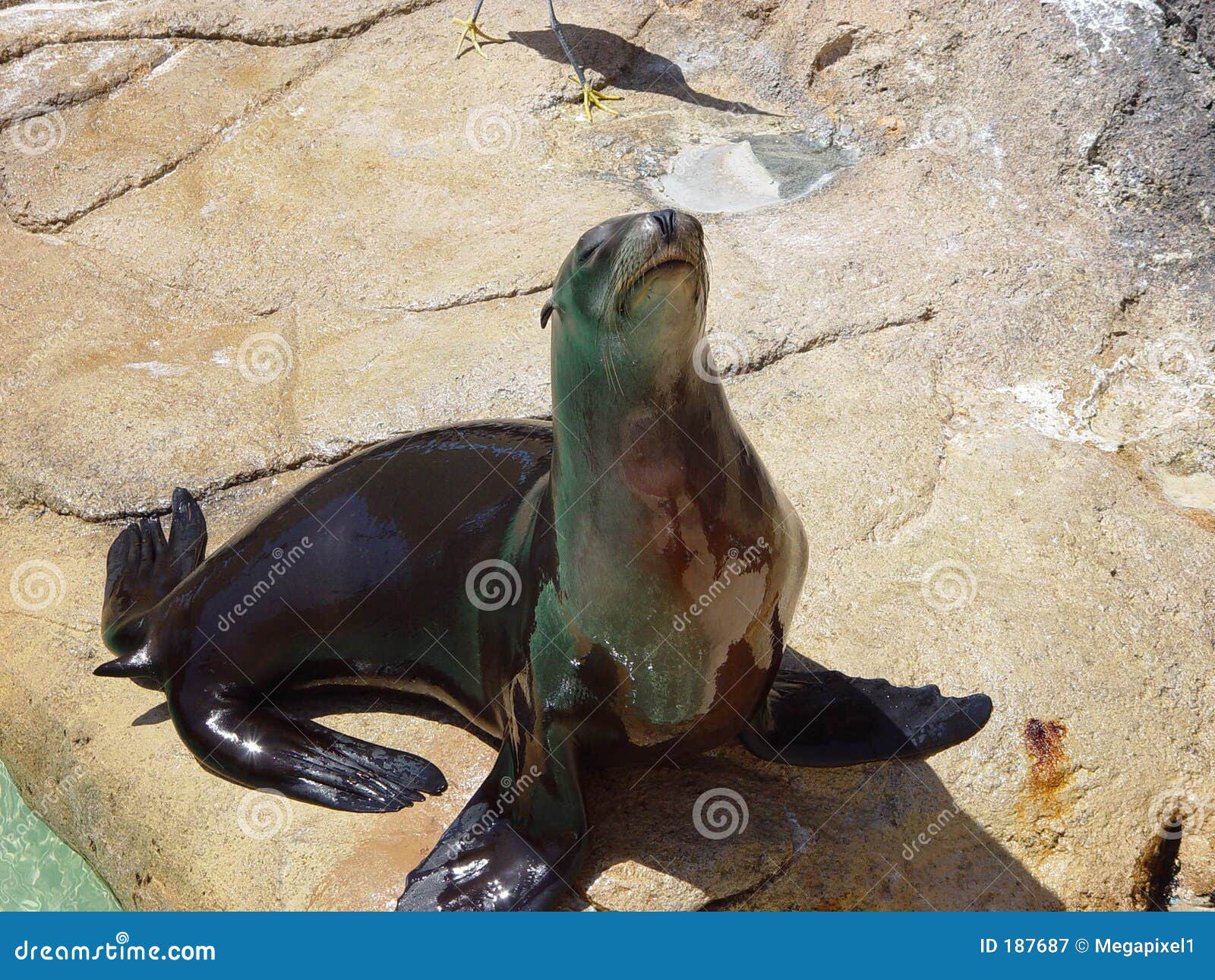 HET BEDELEN VAN VERBINDING stock afbeelding. Image of vleesetend - 187687