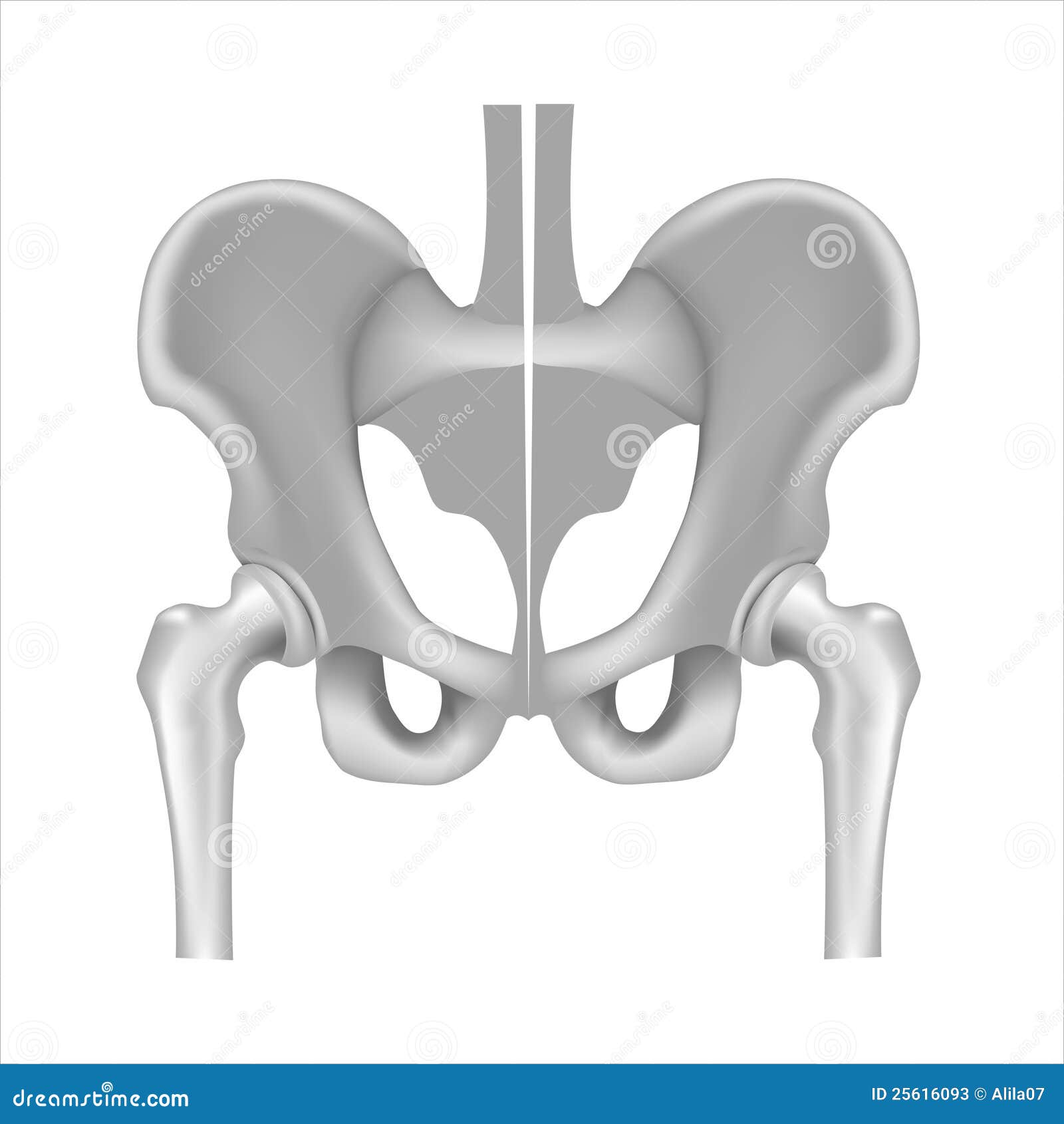 Het Been En De Verbinding Van De Heup Vector Illustratie - Illustration ...