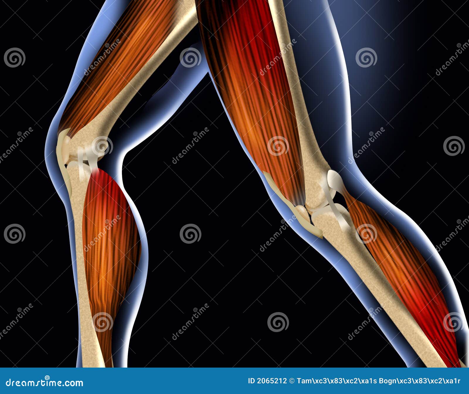 Het been van de anatomie stock illustratie. Illustration of gezondheid ...