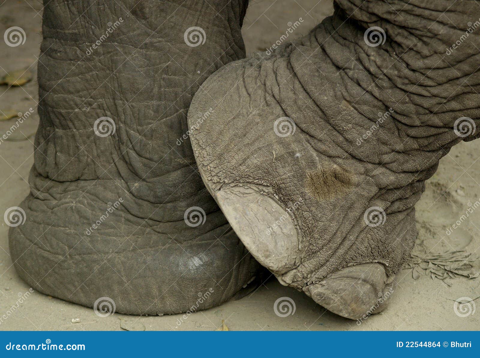 Het Been van de olifant stock foto. Image of aziatisch - 22544864