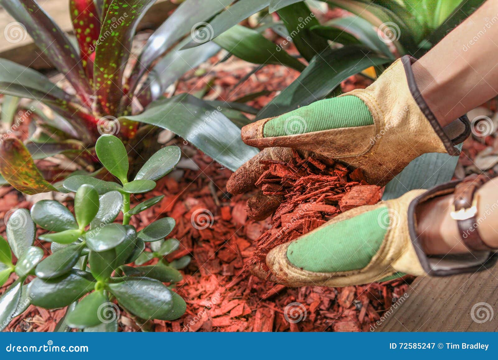 Het Bemesten Van De Tuin Met Houten Spaander Stock Afbeelding - Image ...