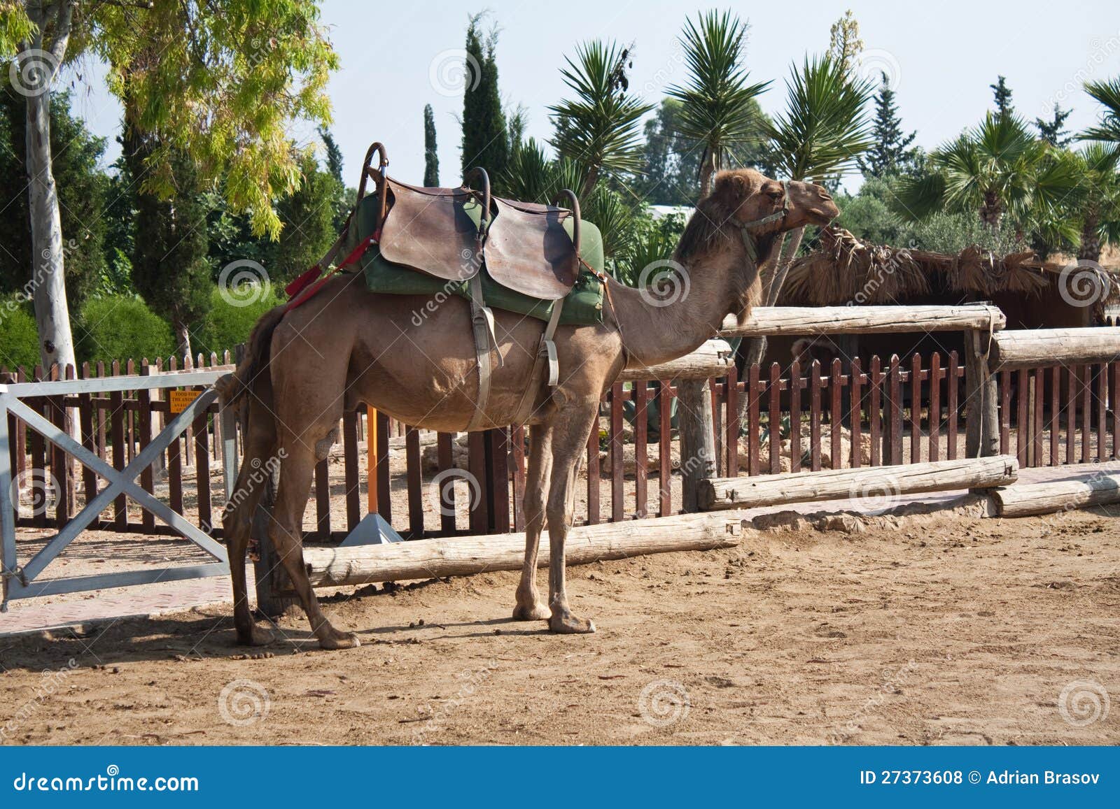 Het Berijden Van Een Kameel Stock Foto - Image of rijden, kameel: 27373608