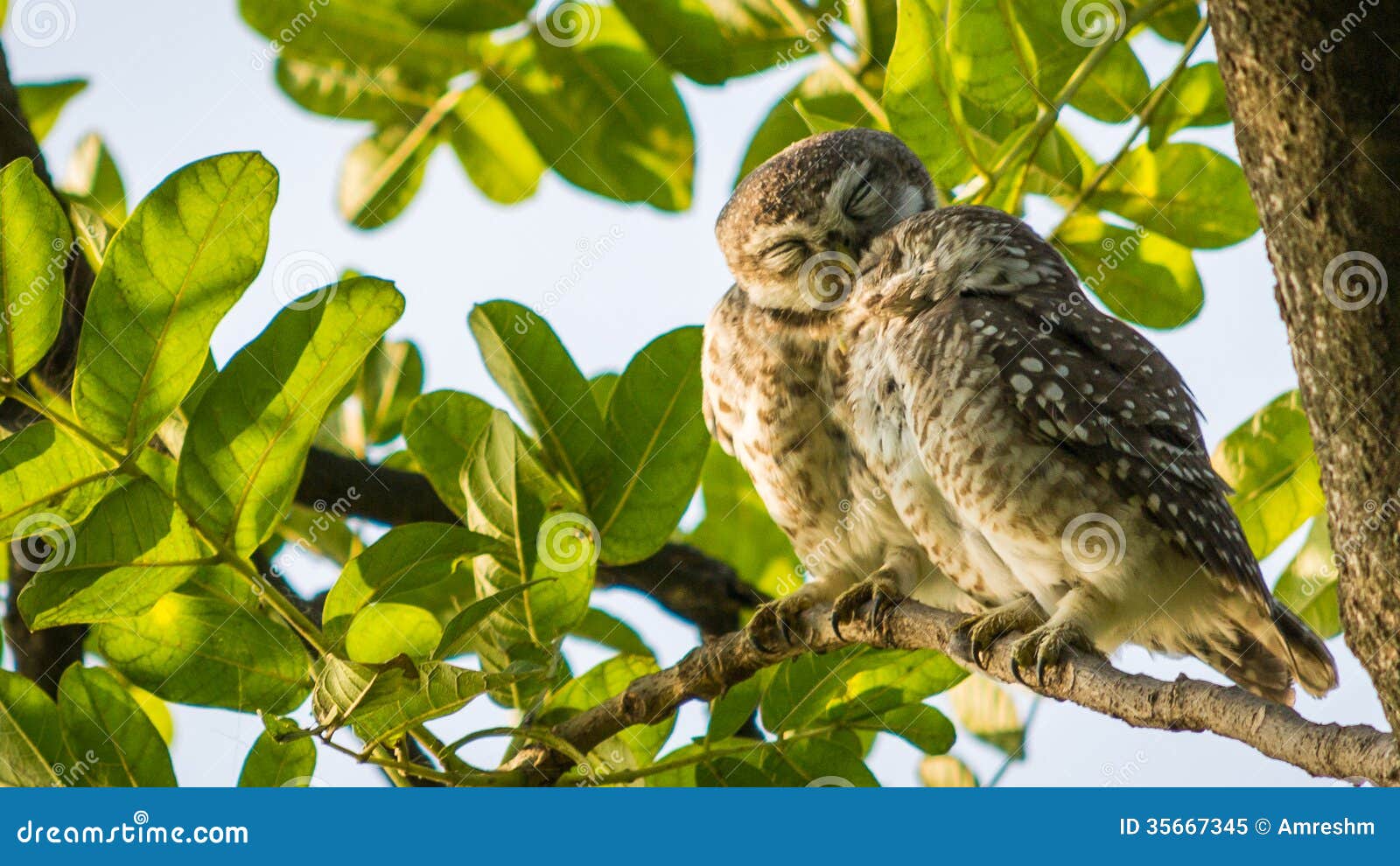Het Bevlekte Jonge Uil Kussen Stock Afbeelding - Image of takken, rots ...