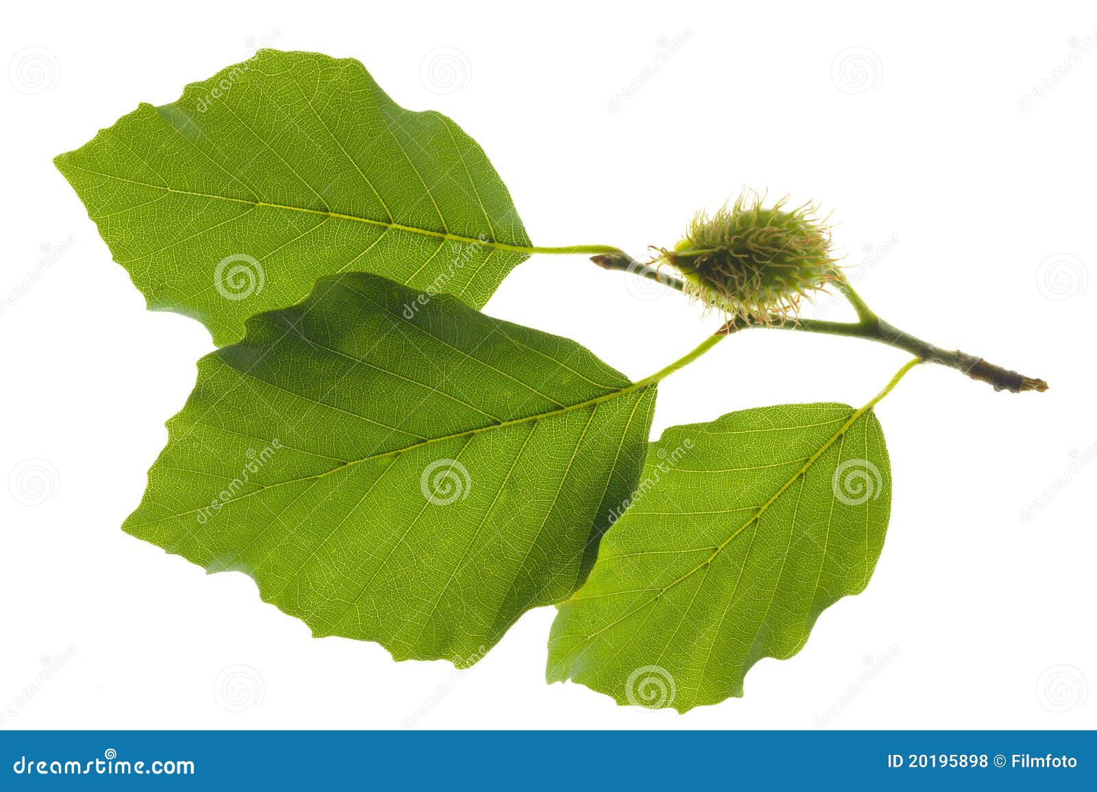 Het blad van de beuk stock foto. Image of groen, milieu - 20195898