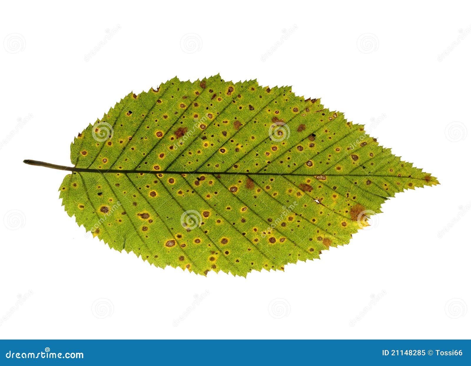 Het blad van de beuk stock afbeelding. Image of achtergronden - 21148285