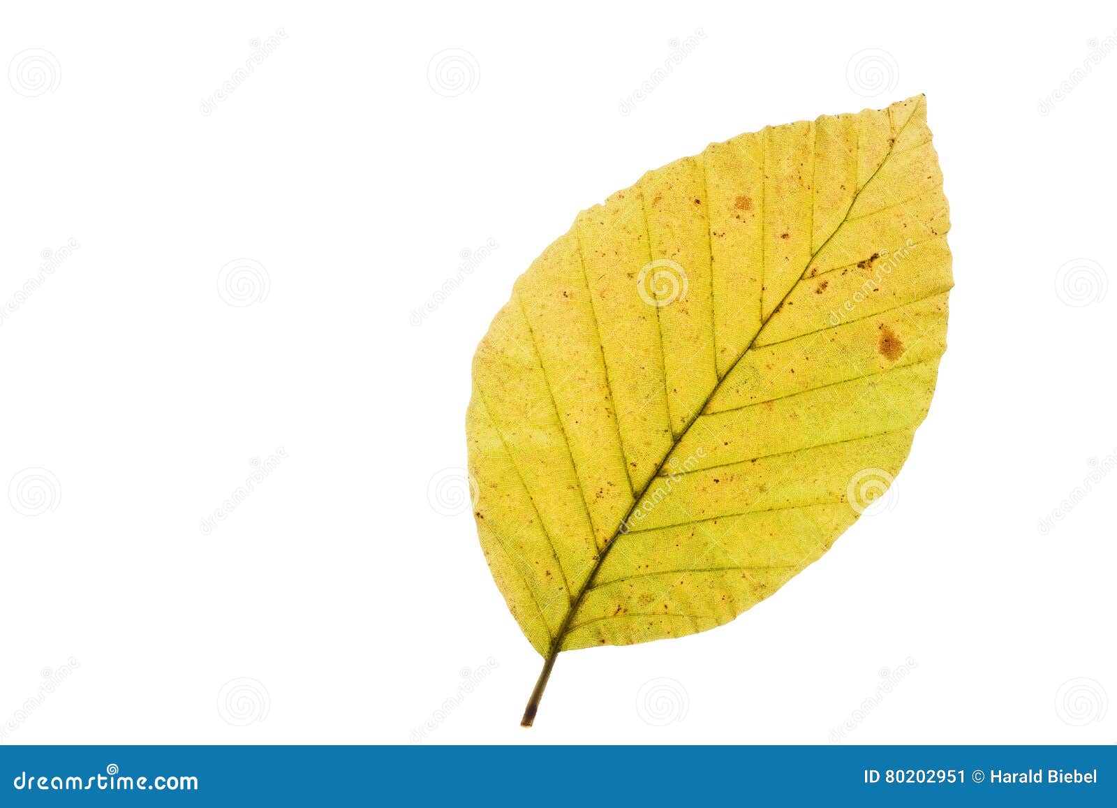 Het Blad Van De Beukboom in De Herfst Stock Afbeelding - Image of ...