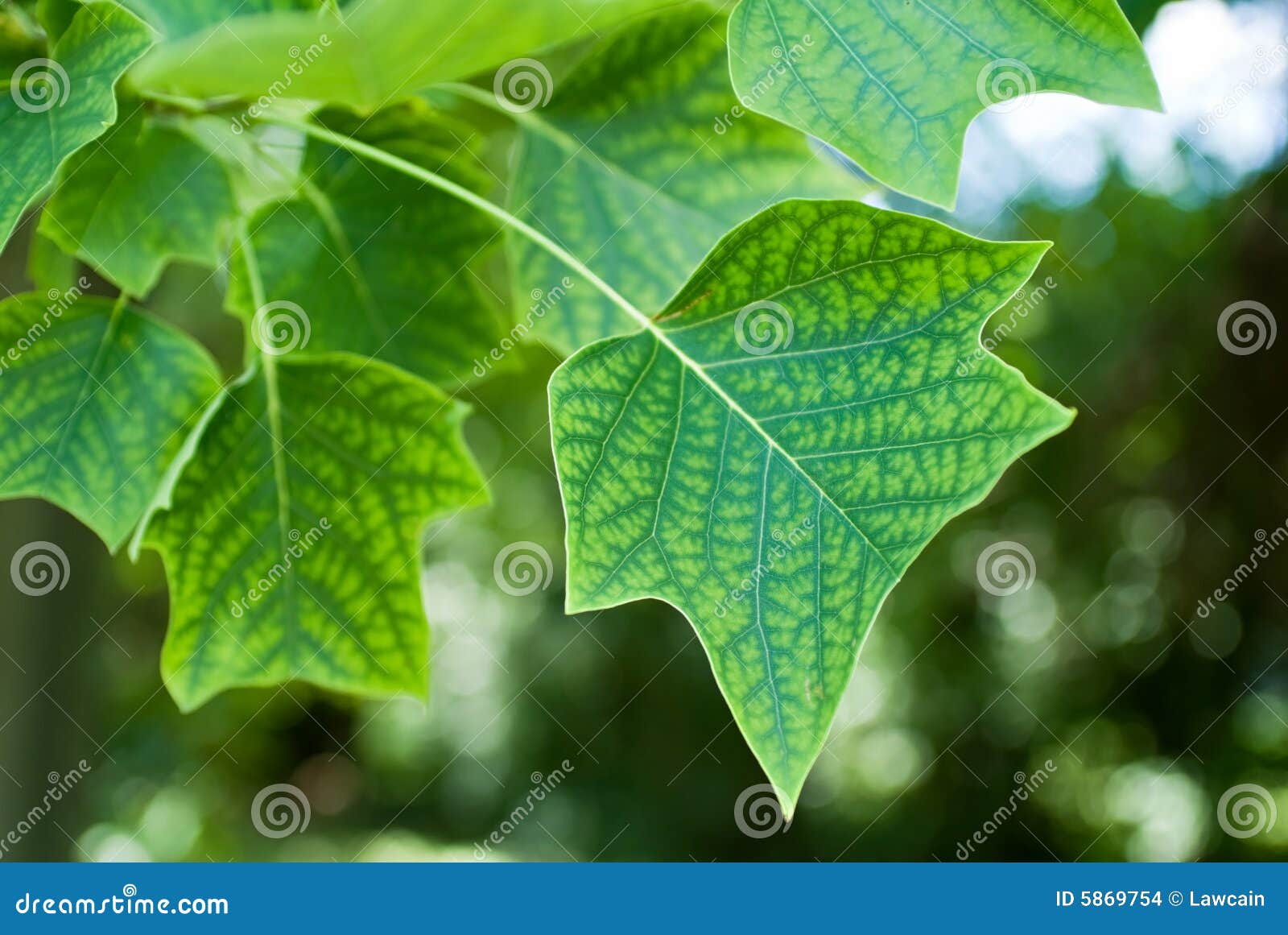 Het Blad Van De Boom Van De Tulp Stock Afbeeldingen - Beeld: 5869754