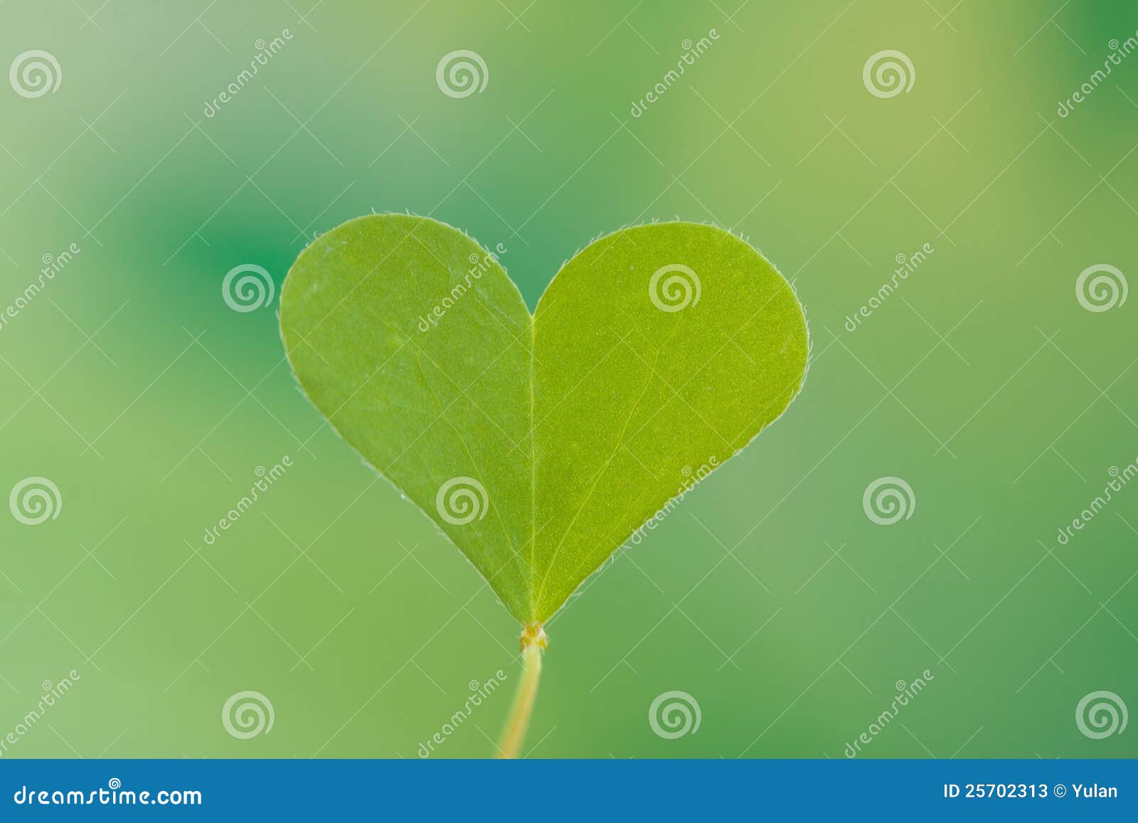 Het Blad Van De De VormKlaver Van Het Hart Stock Afbeelding - Image of ...