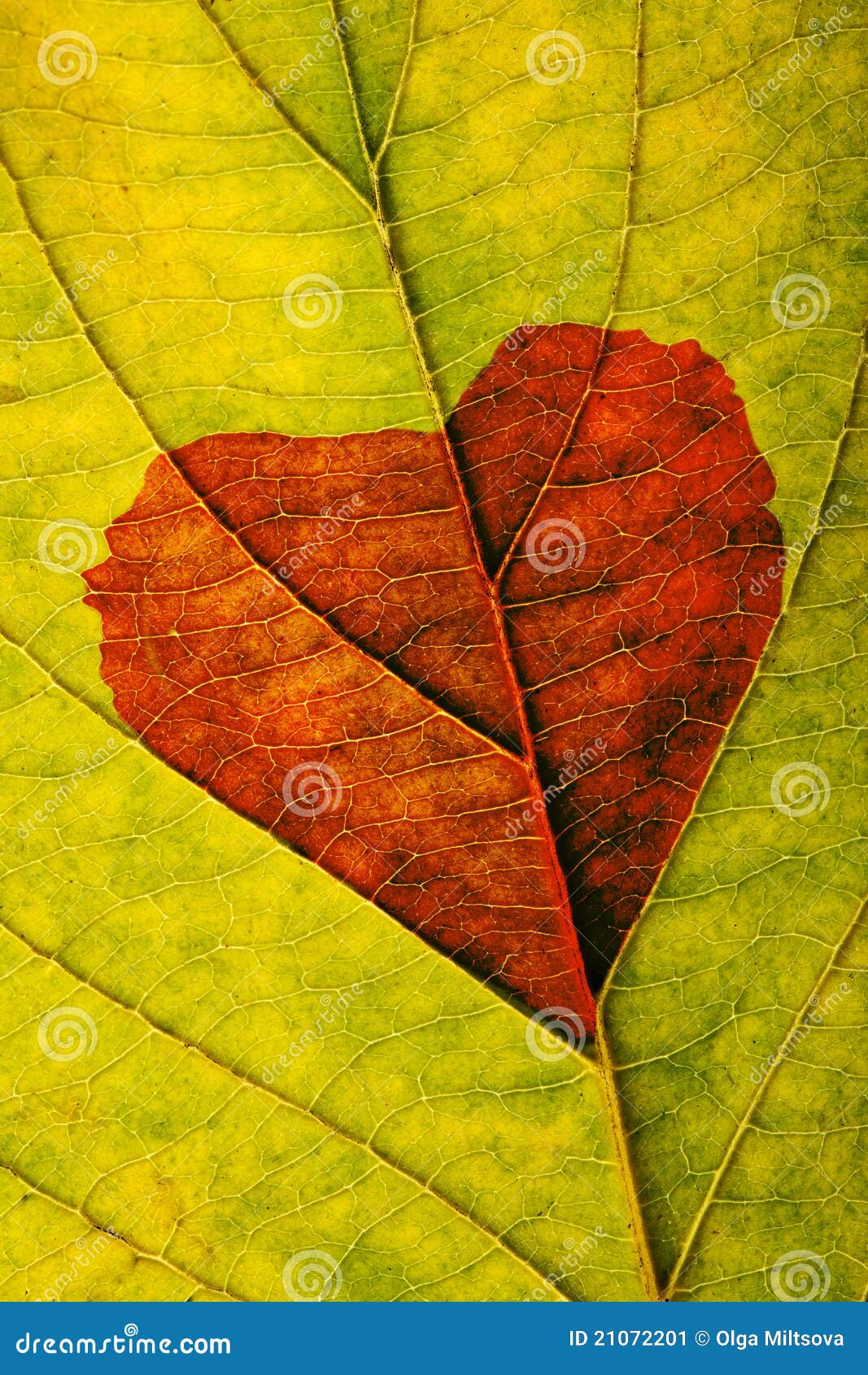 Het Blad Van De Herfst Met Hart Stock Afbeelding - Image of najaar ...