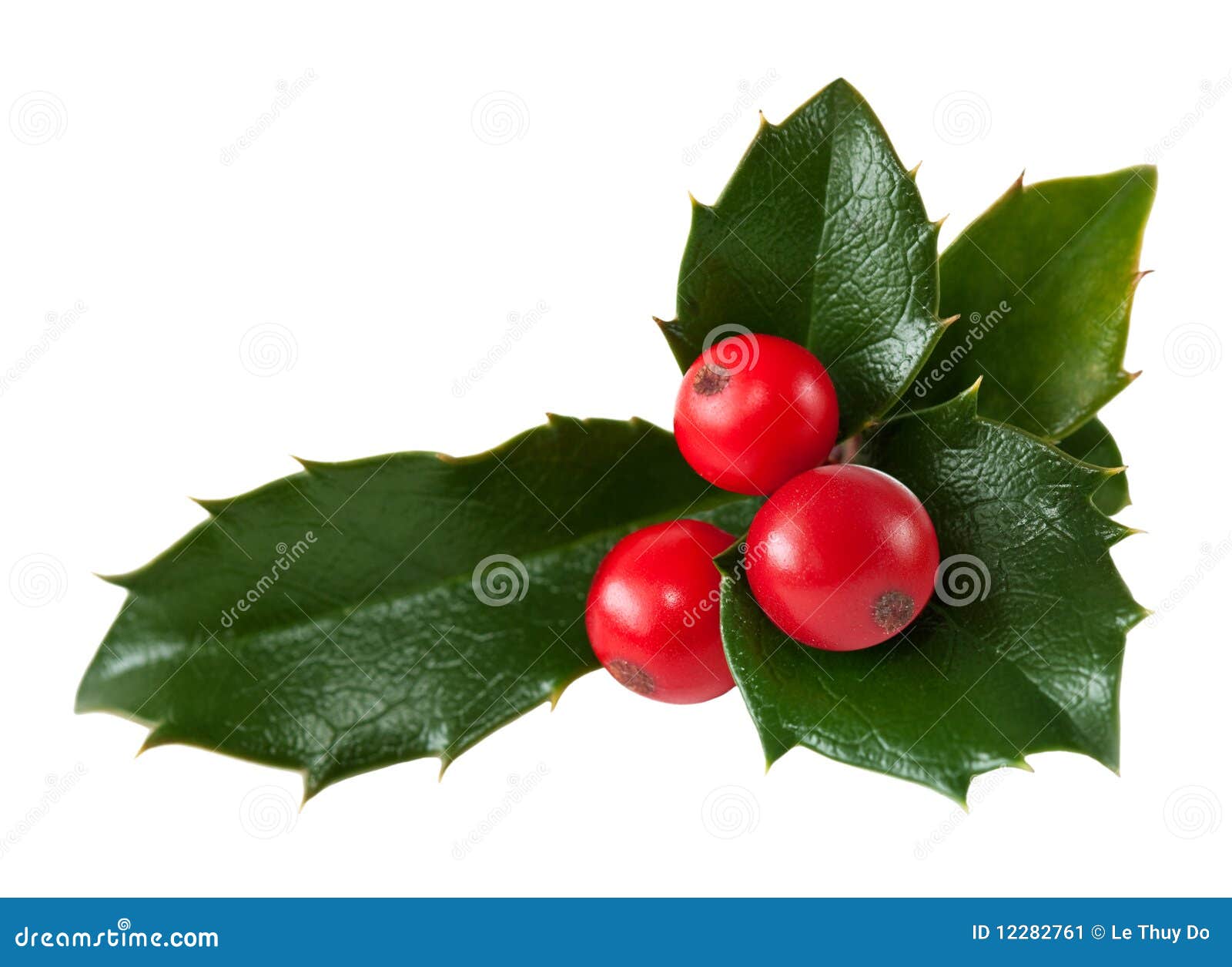 Het Blad Van De Hulst En Redberry Stock Afbeelding - Image of ...