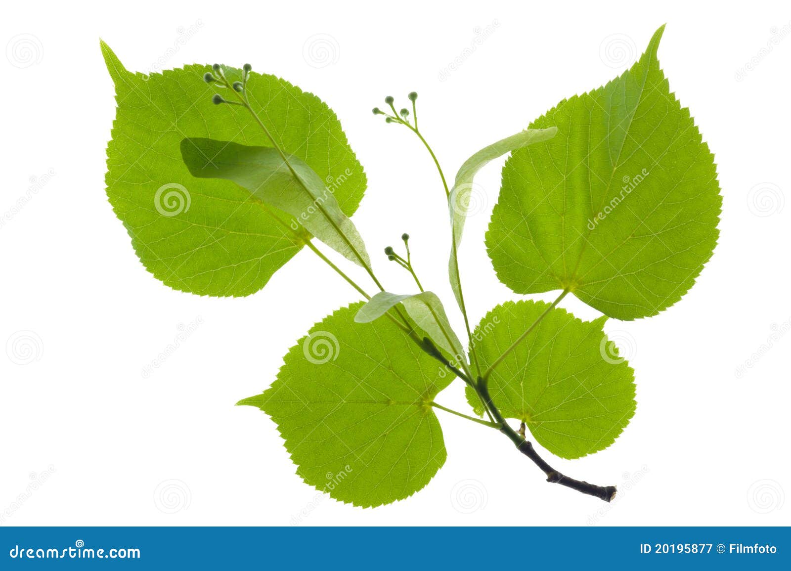 Het blad van de linde stock afbeelding. Image of gebladerte - 20195877