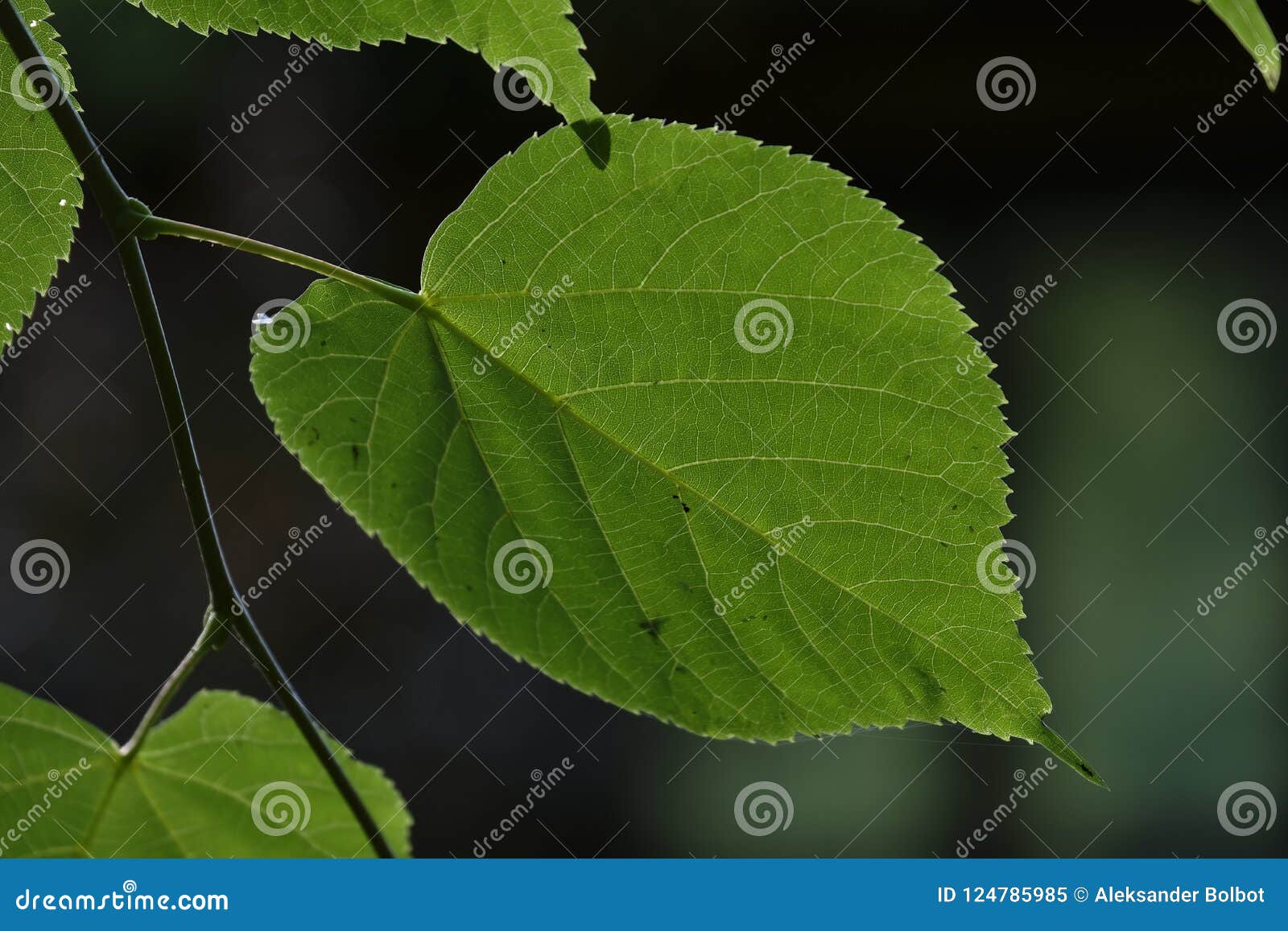 Het blad van de lindeboom stock afbeelding. Image of boom - 124785985