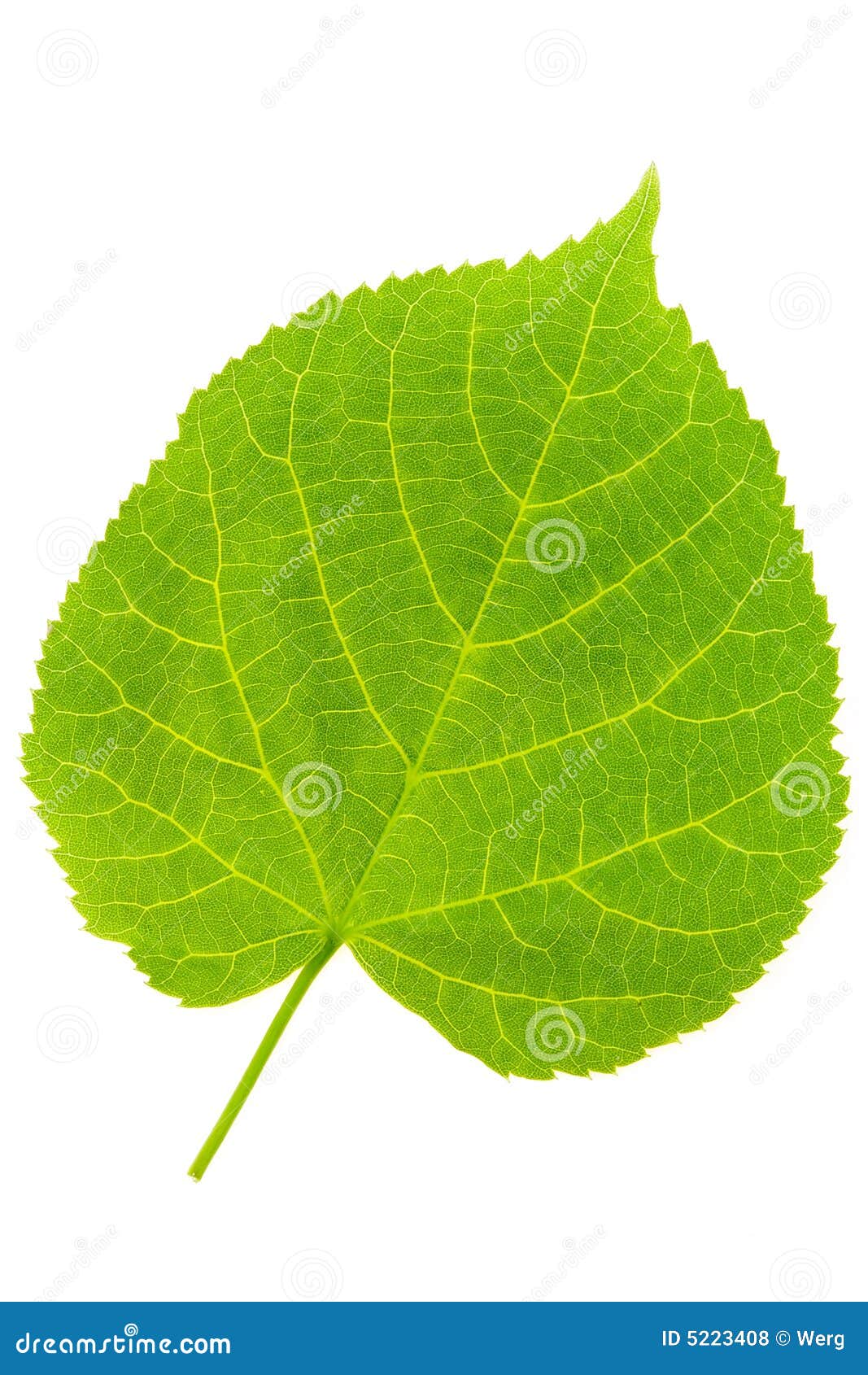 Het Blad van de Lindeboom stock foto. Image of aders, nave - 5223408