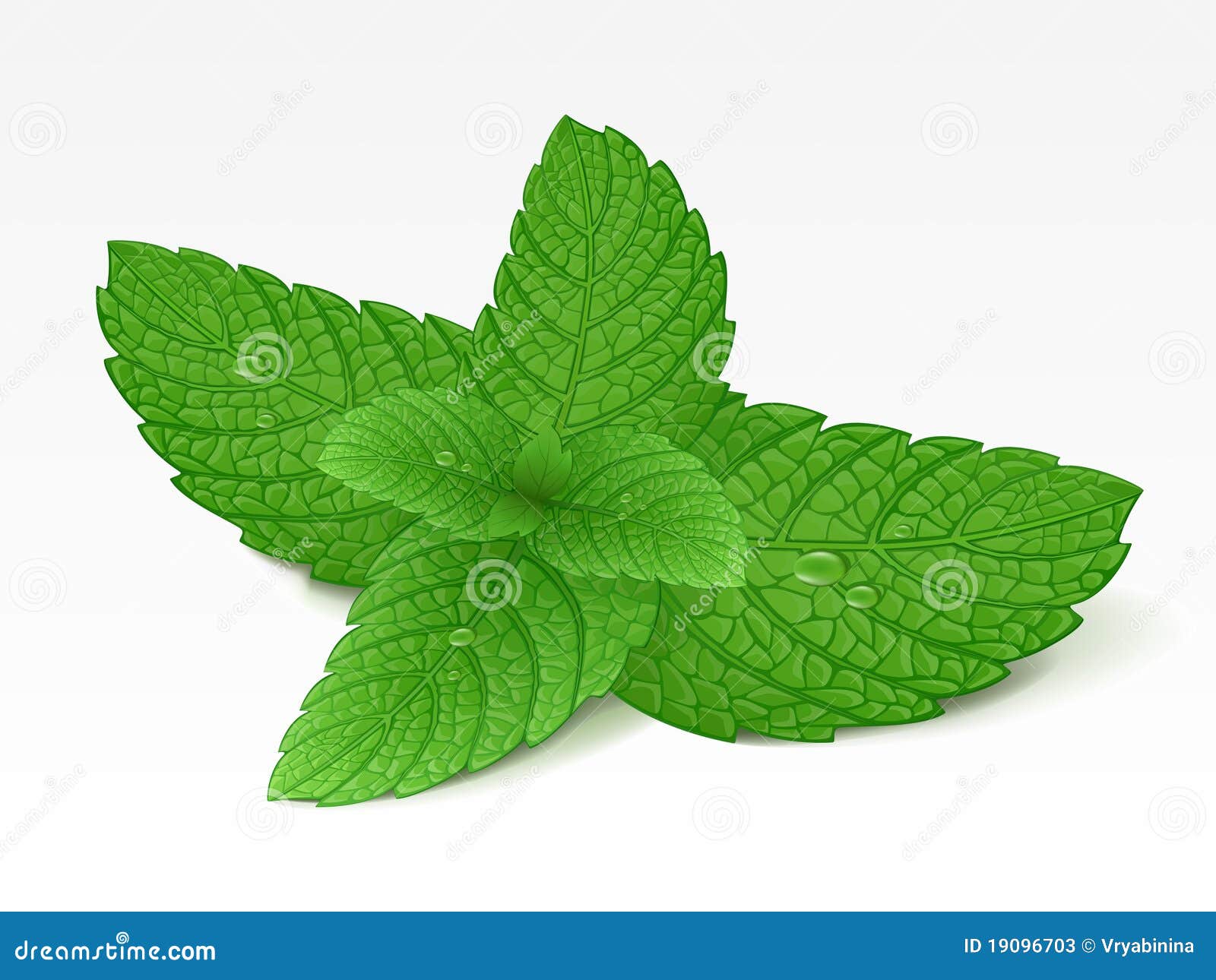 Het blad van de munt vector illustratie. Illustration of ingrediënt ...