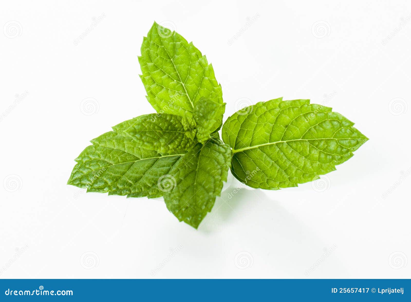 Het blad van de munt stock afbeelding. Image of achtergrond - 25657417