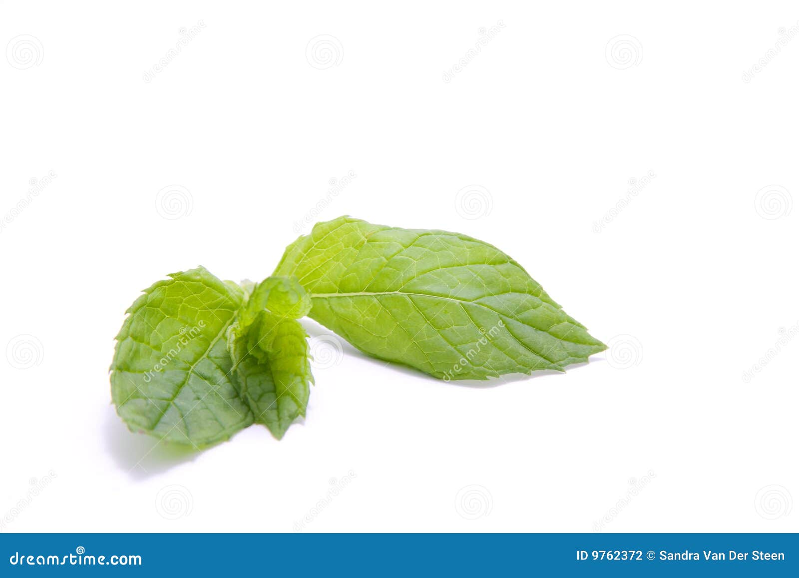 Het blad van de munt stock foto. Image of smaak, munt - 9762372